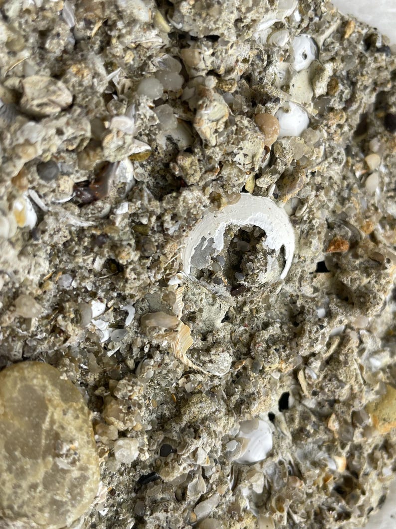 RARE!! One Sand Dollar in Sediment - Etsy