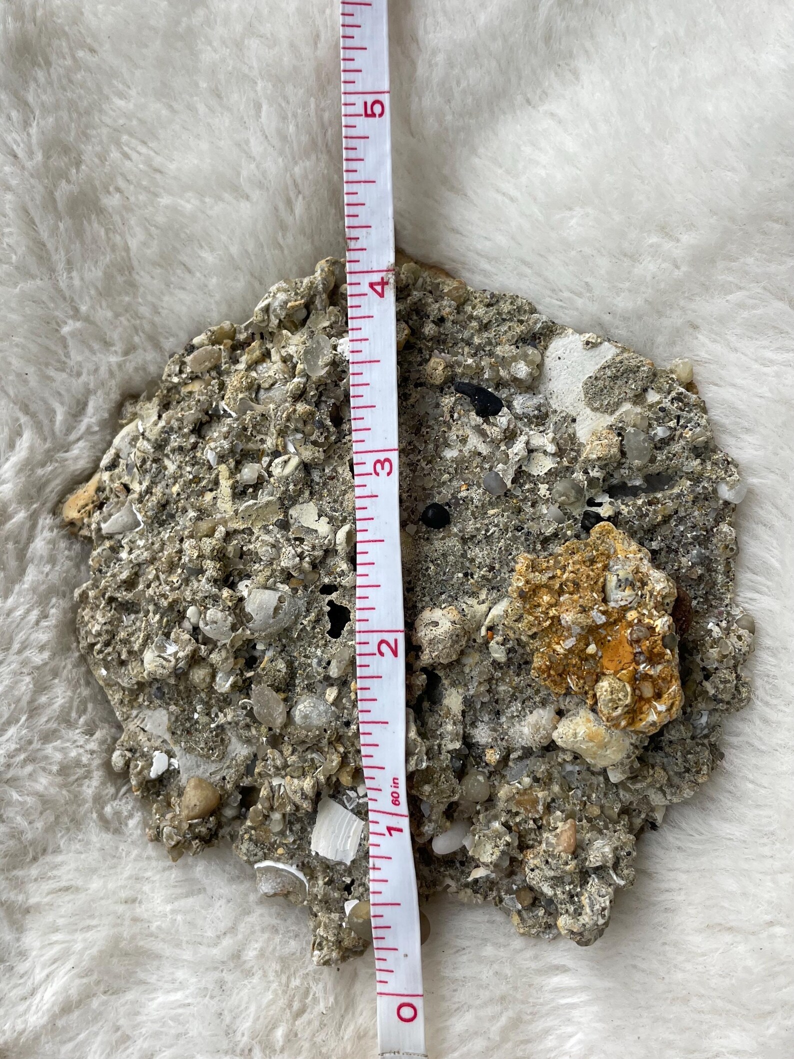RARE!! One Sand Dollar in Sediment - Etsy