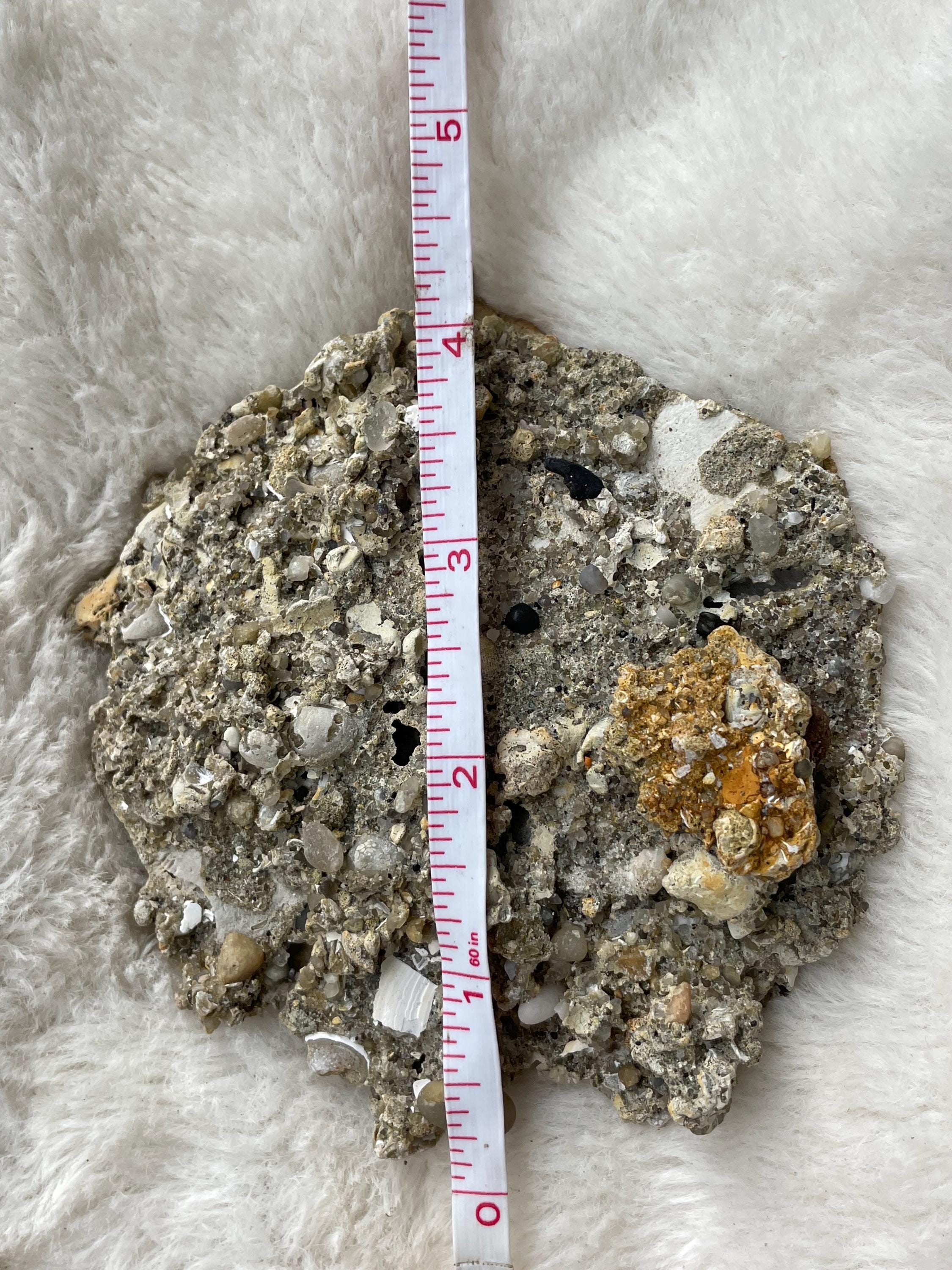 RARE!! One Sand Dollar in Sediment - Etsy