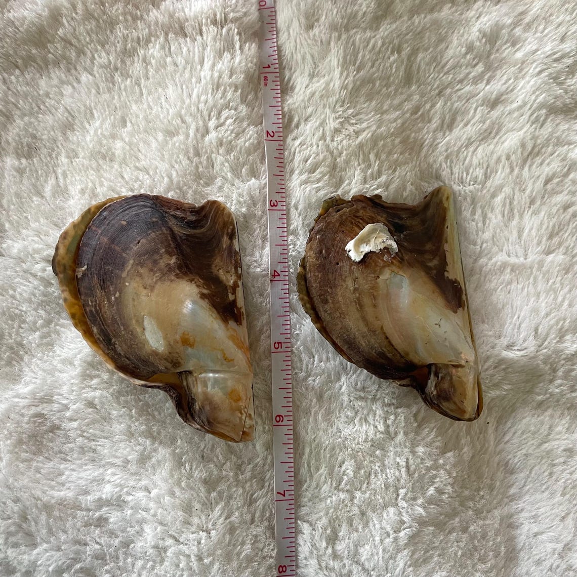 Brown Lip Oyster Shells (2 Sets, 4 Pcs) Mother of Pearl Seashells - Etsy
