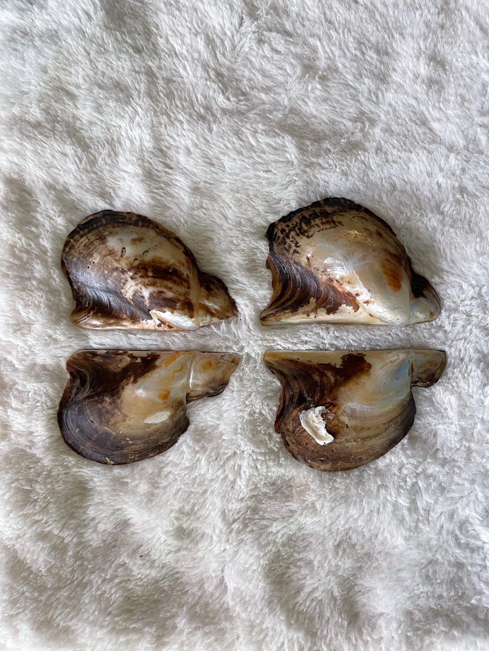 Brown Lip Oyster Shells (2 Sets, 4 Pcs) Mother of Pearl Seashells - Etsy