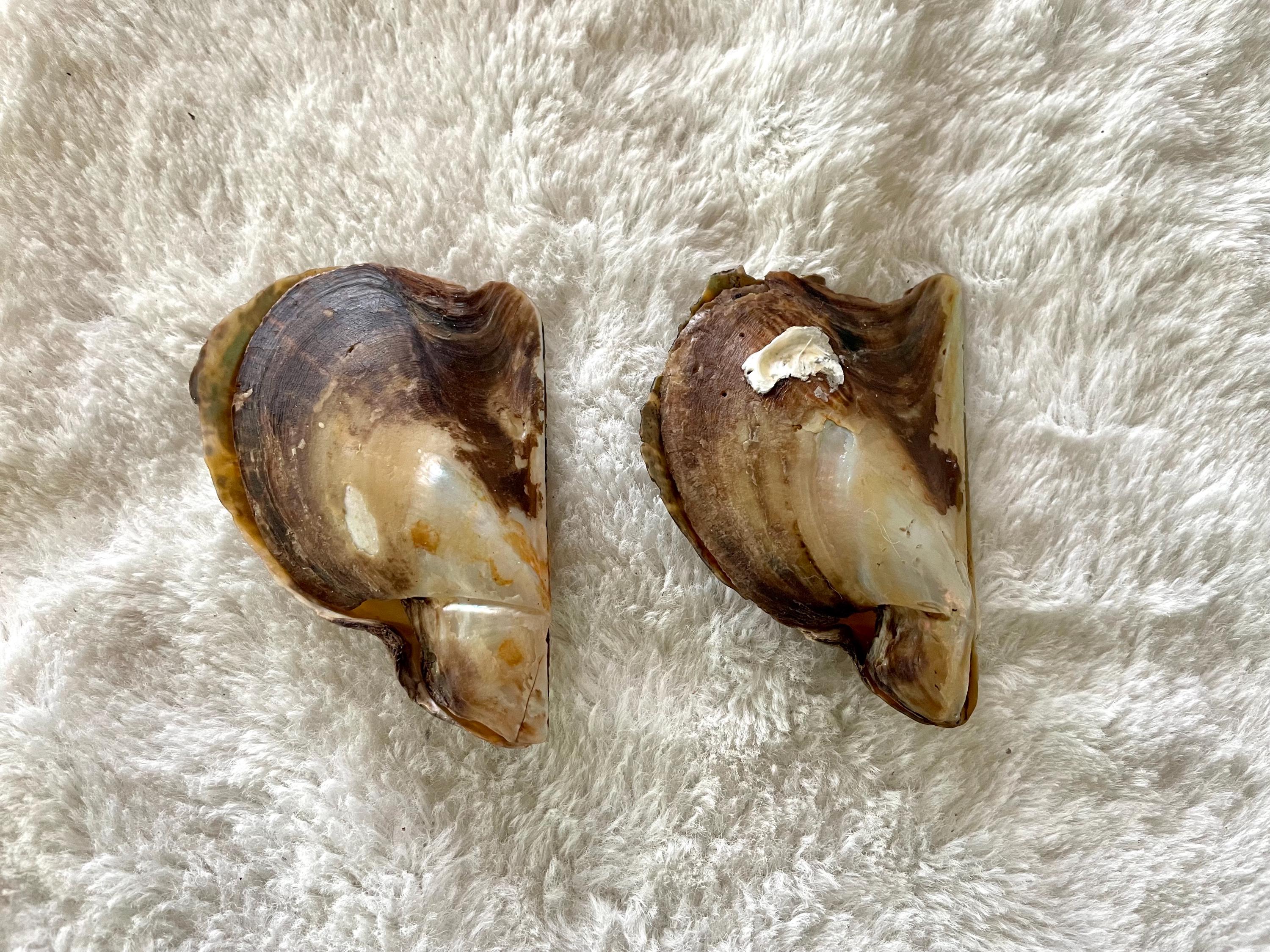 Brown Lip Oyster Shells (2 Sets, 4 Pcs) Mother of Pearl Seashells - Etsy