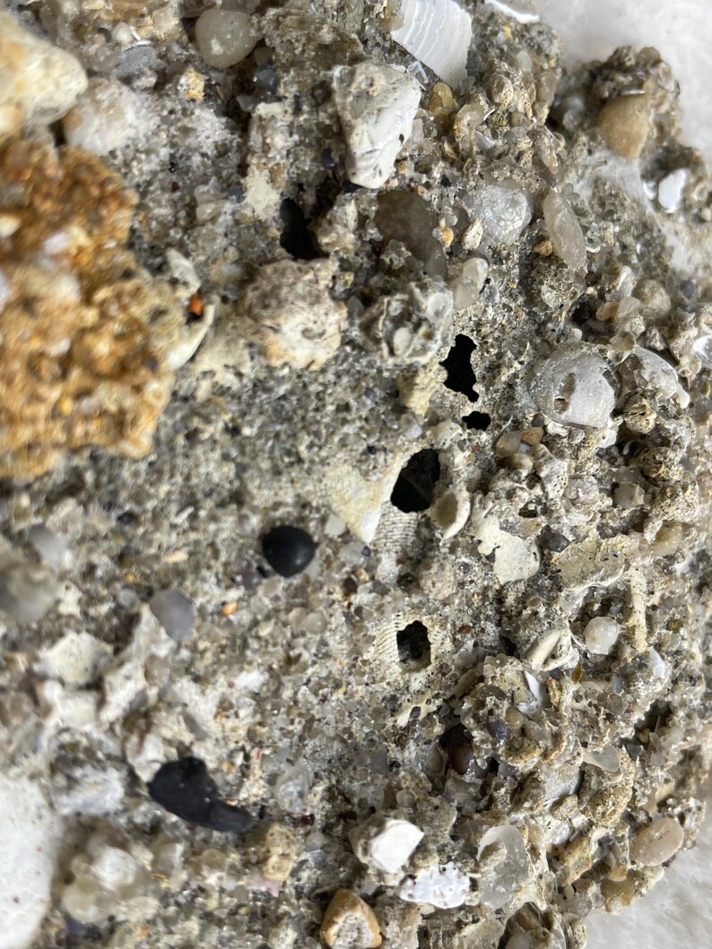 RARE!! One Sand Dollar in Sediment - Etsy