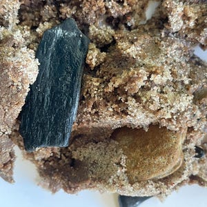 Fossil Dig Kit (atlantic Ocean) - Etsy