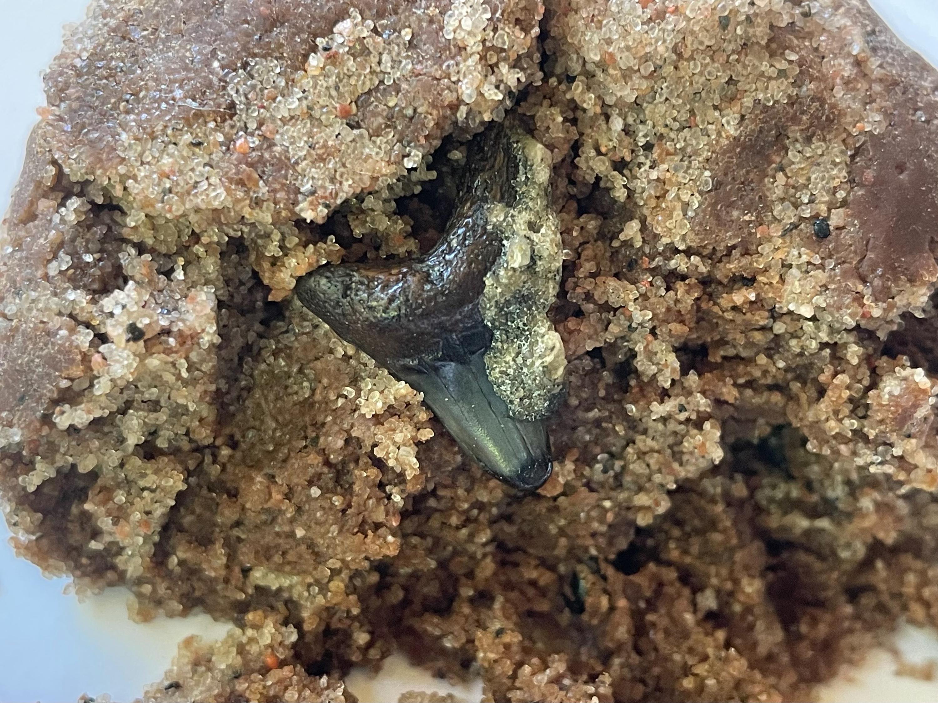 Fossil Dig Kit (atlantic Ocean) - Etsy