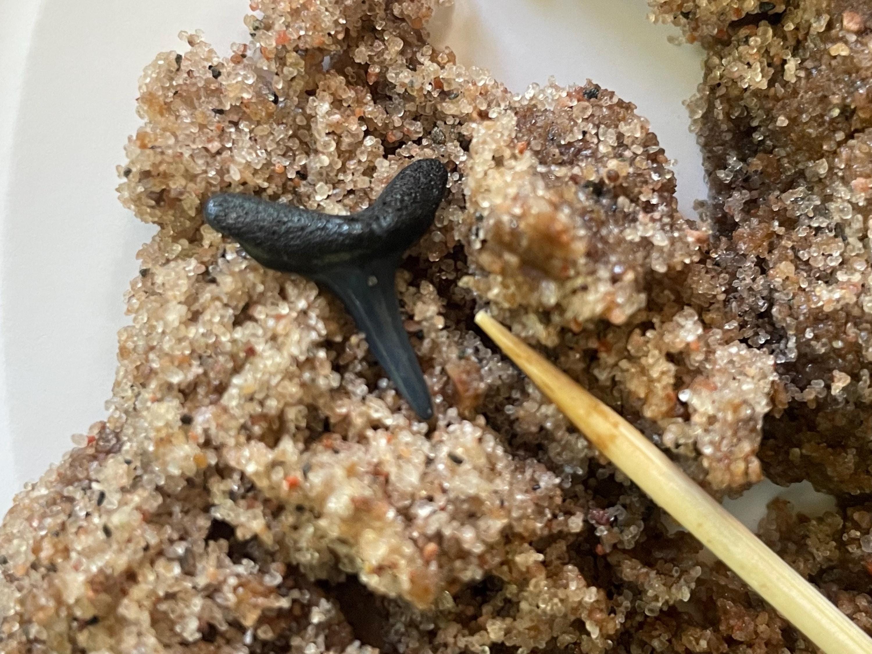 Fossil Dig Kit (atlantic Ocean) - Etsy