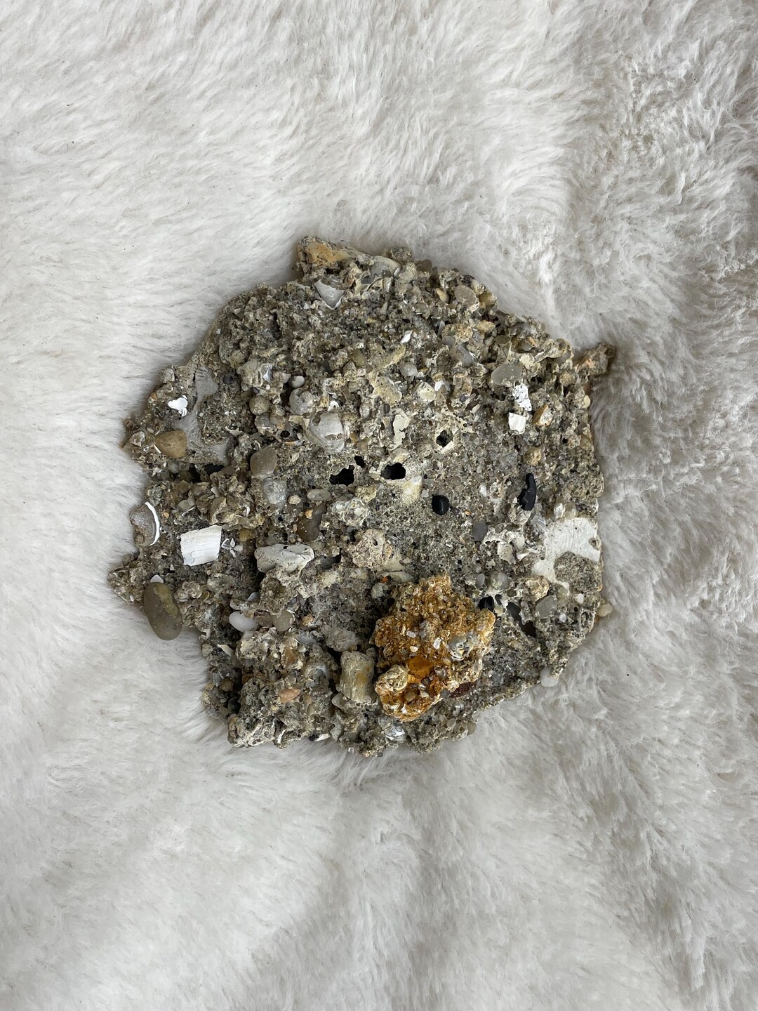 RARE!! One Sand Dollar in Sediment - Etsy