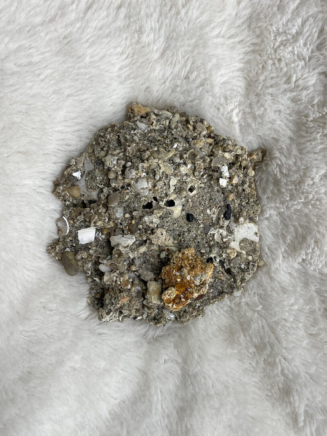 RARE!! One Sand Dollar in Sediment - Etsy