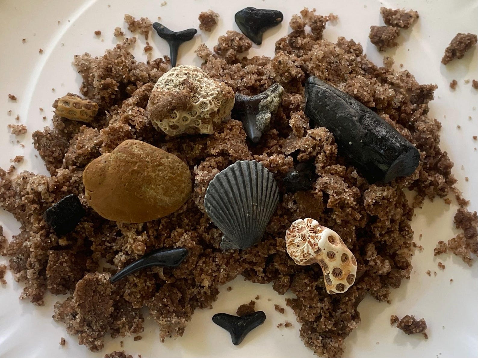 Fossil Dig Kit (atlantic Ocean) - Etsy