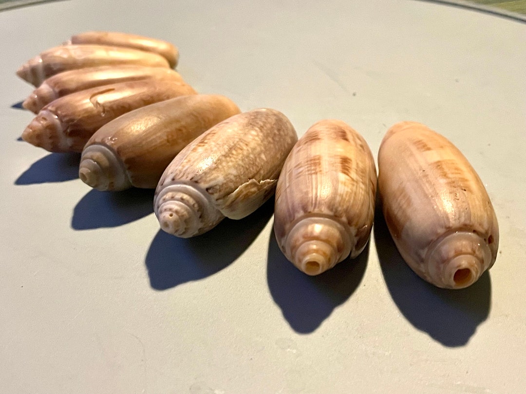 Lettered Olive Shells (8) - Etsy