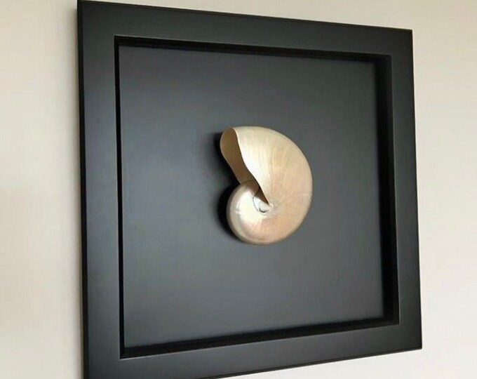 Nautilus Capiz Shell Wall Art, Nature Wall Art, Sea Shell Wall Print ...