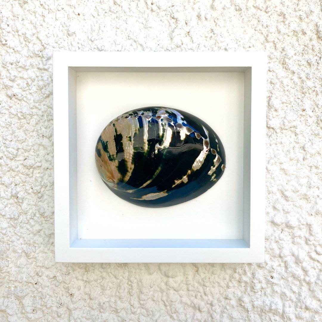 Seashell Black Abalone Wall Decor - Etsy