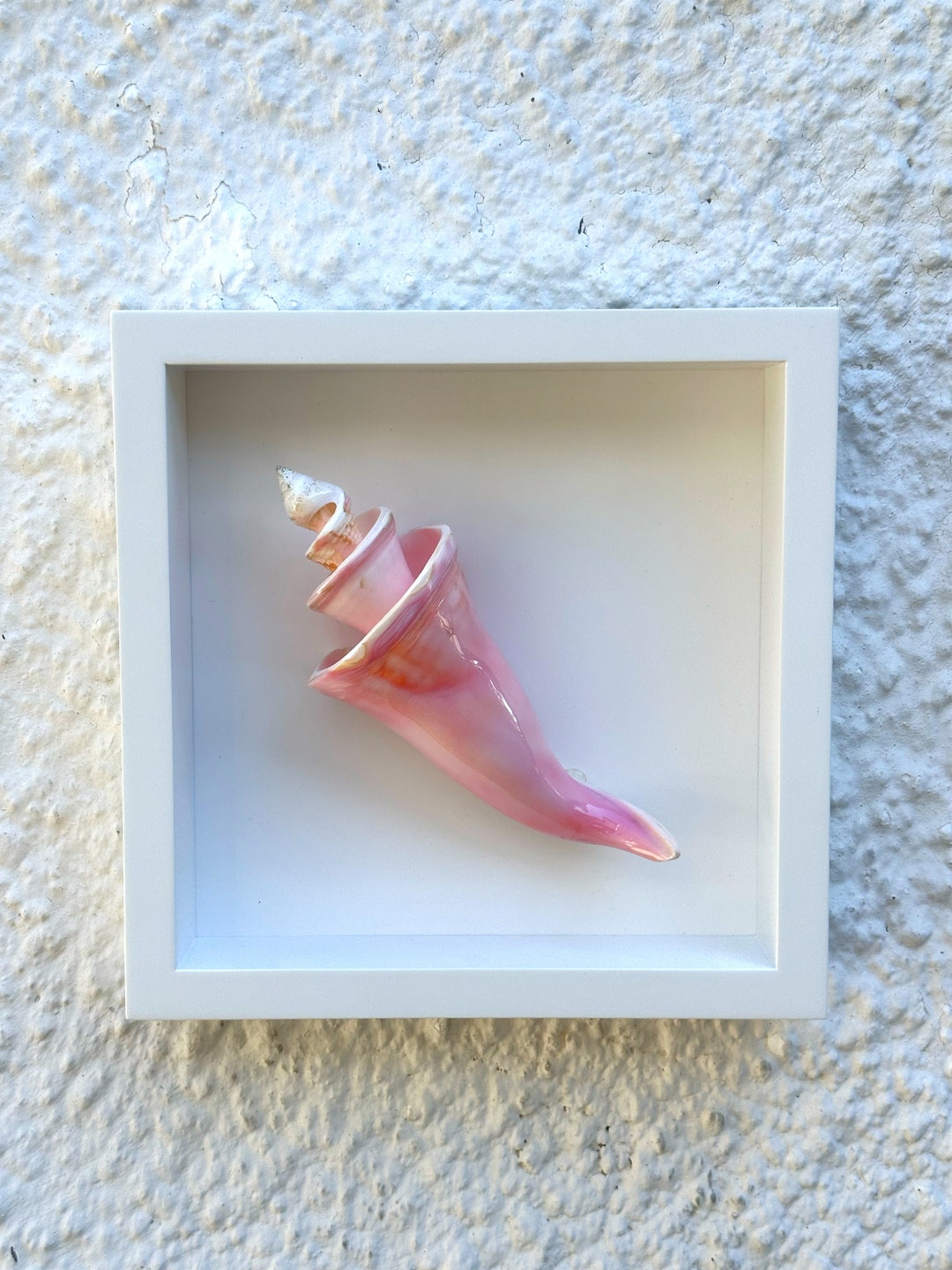 Pink Conch Seashell Wall Decor - Etsy