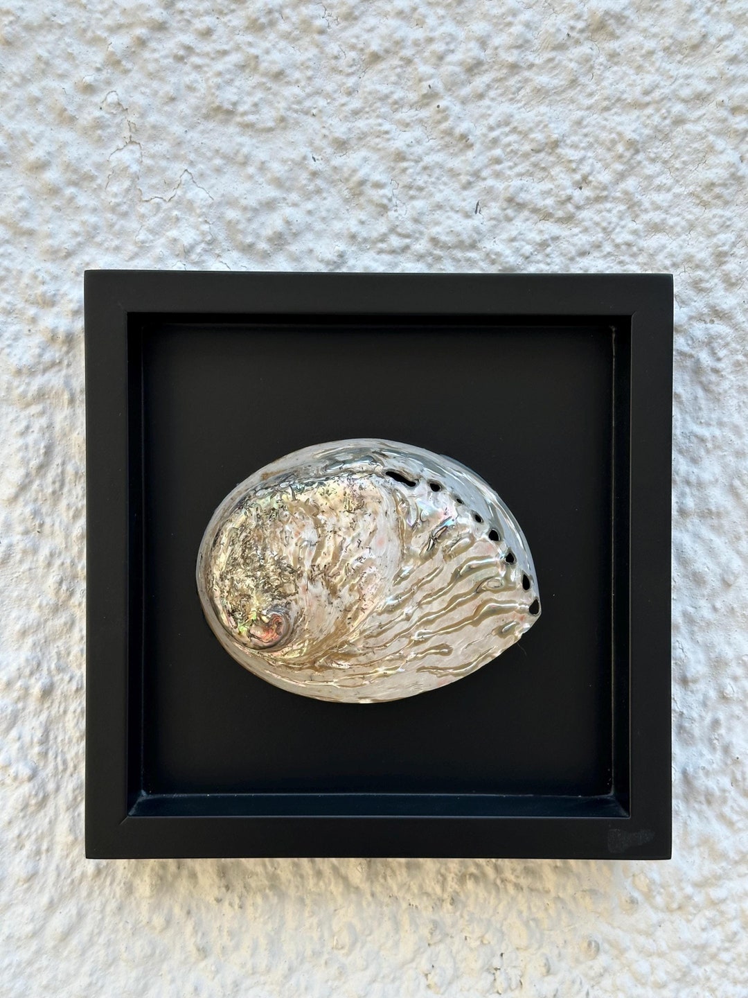 Gray Abalone Seashell Wall Decor / Wall Hangings Art - Etsy