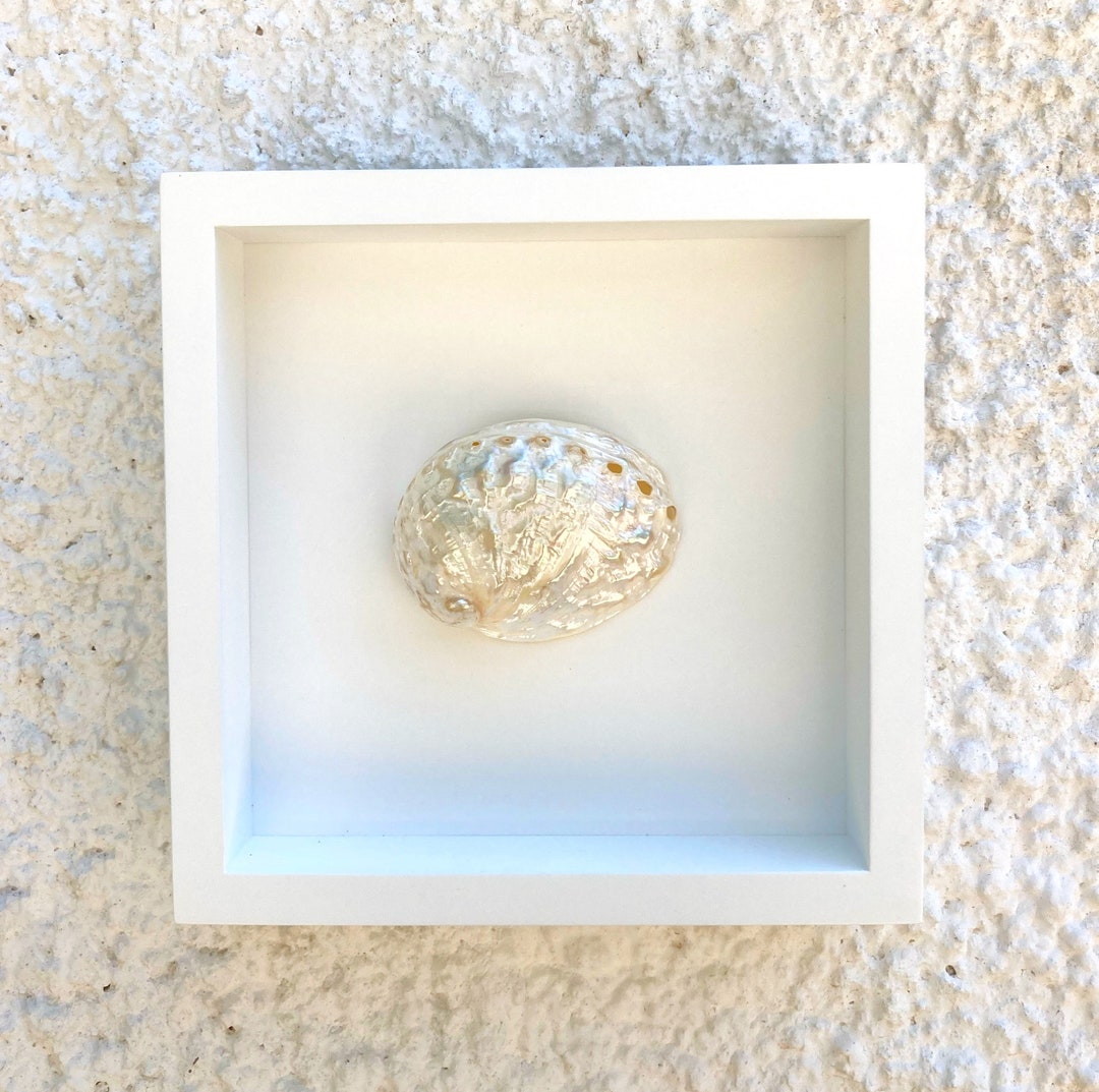 Seashell Mother of Pearl Abalone Wall Decor - Etsy