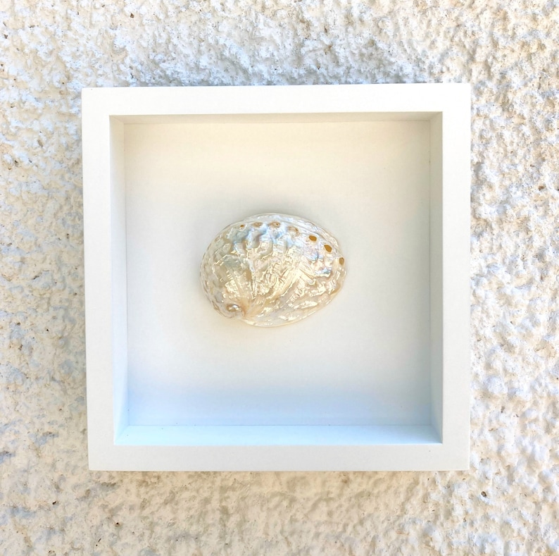 Seashell Mother of Pearl Abalone Wall Decor - Etsy