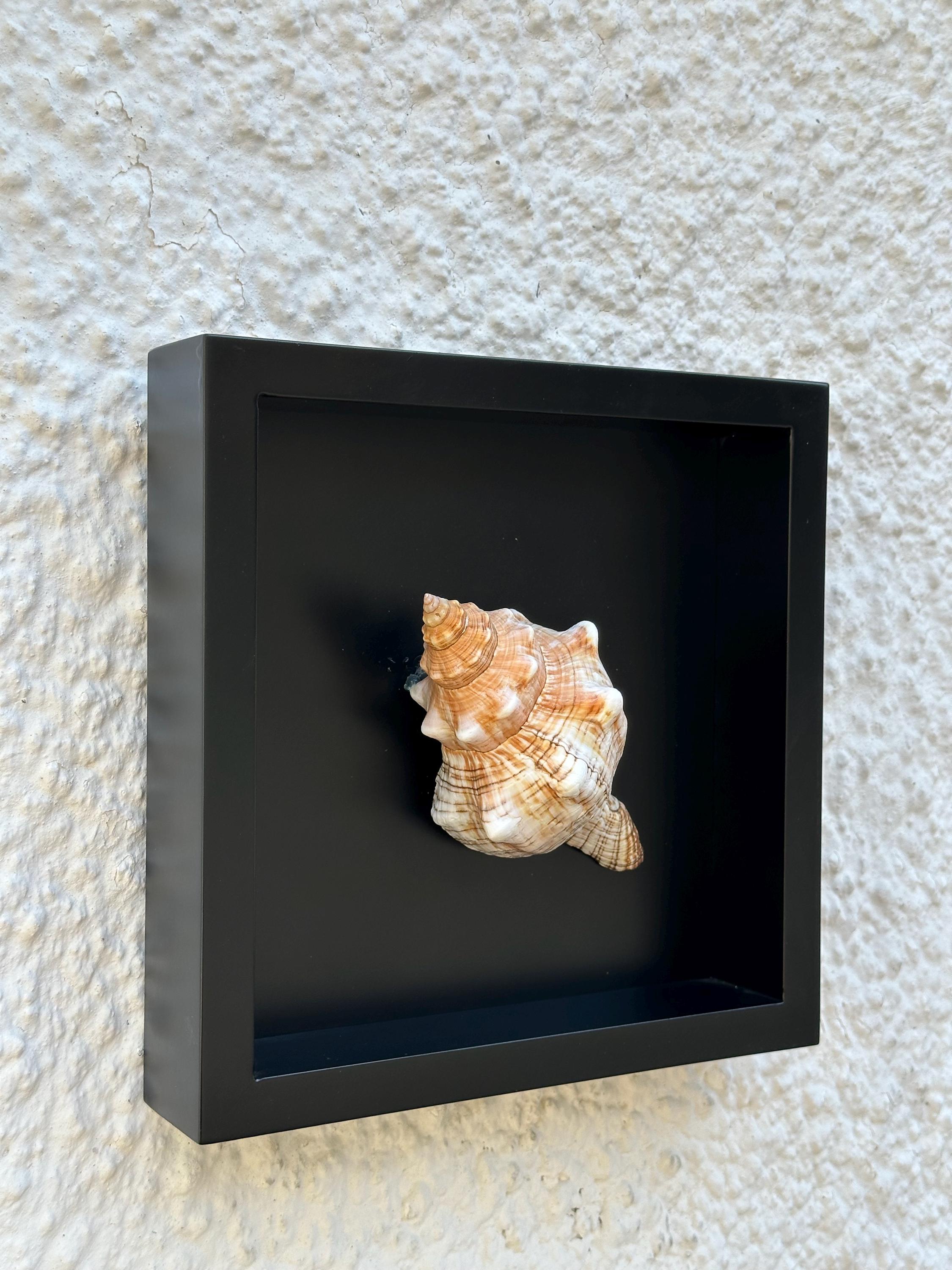 Natural Spiral Conch Sea Shell Wall Decor / Frame Art / Wall Hangings ...