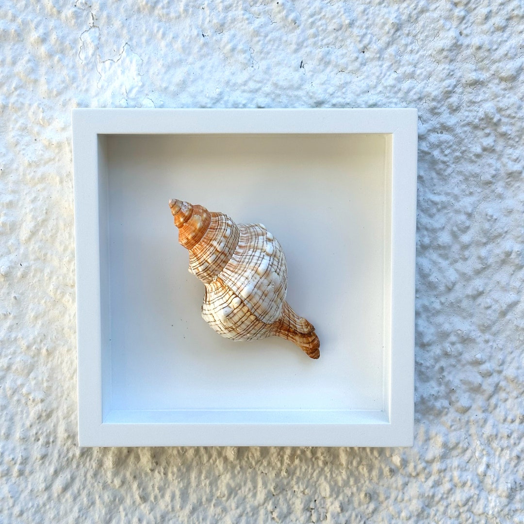 Natural Spiral Conch Sea Shell Wall Decor - Etsy