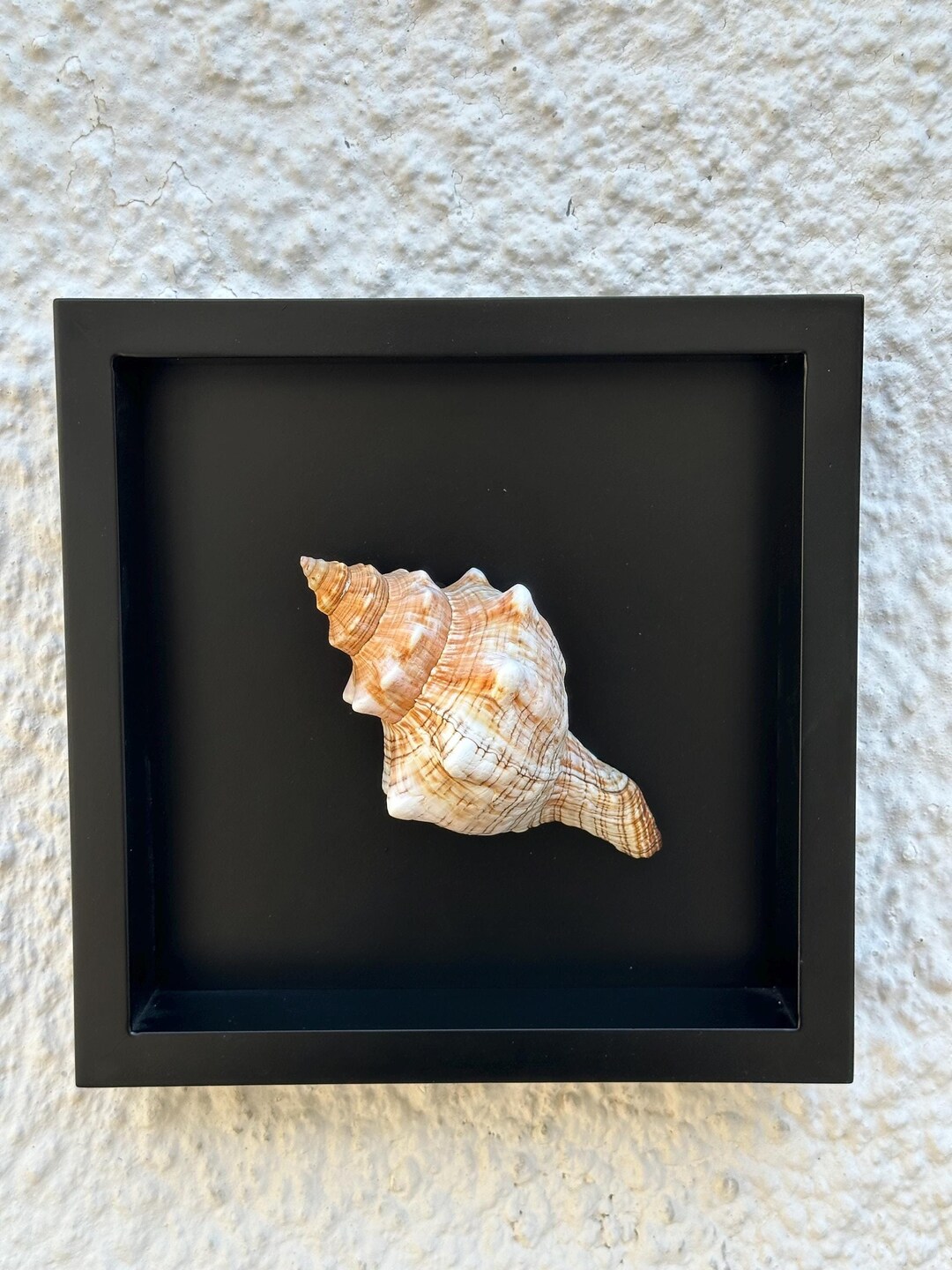 Natural Spiral Conch Sea Shell Wall Decor / Frame Art / Wall Hangings ...