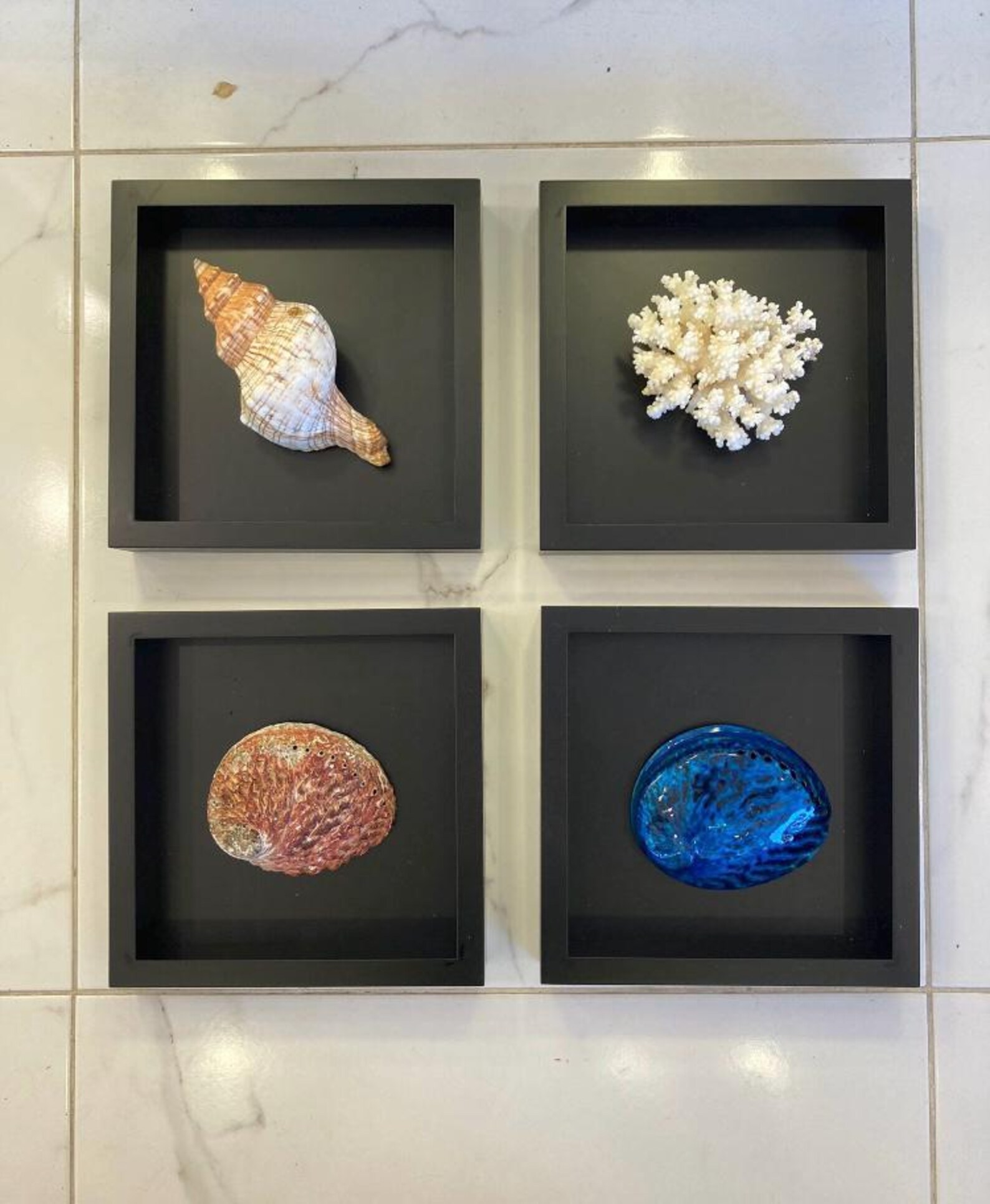 Natural Spiral Conch Sea Shell Wall Decor / Frame Art / Wall Hangings ...