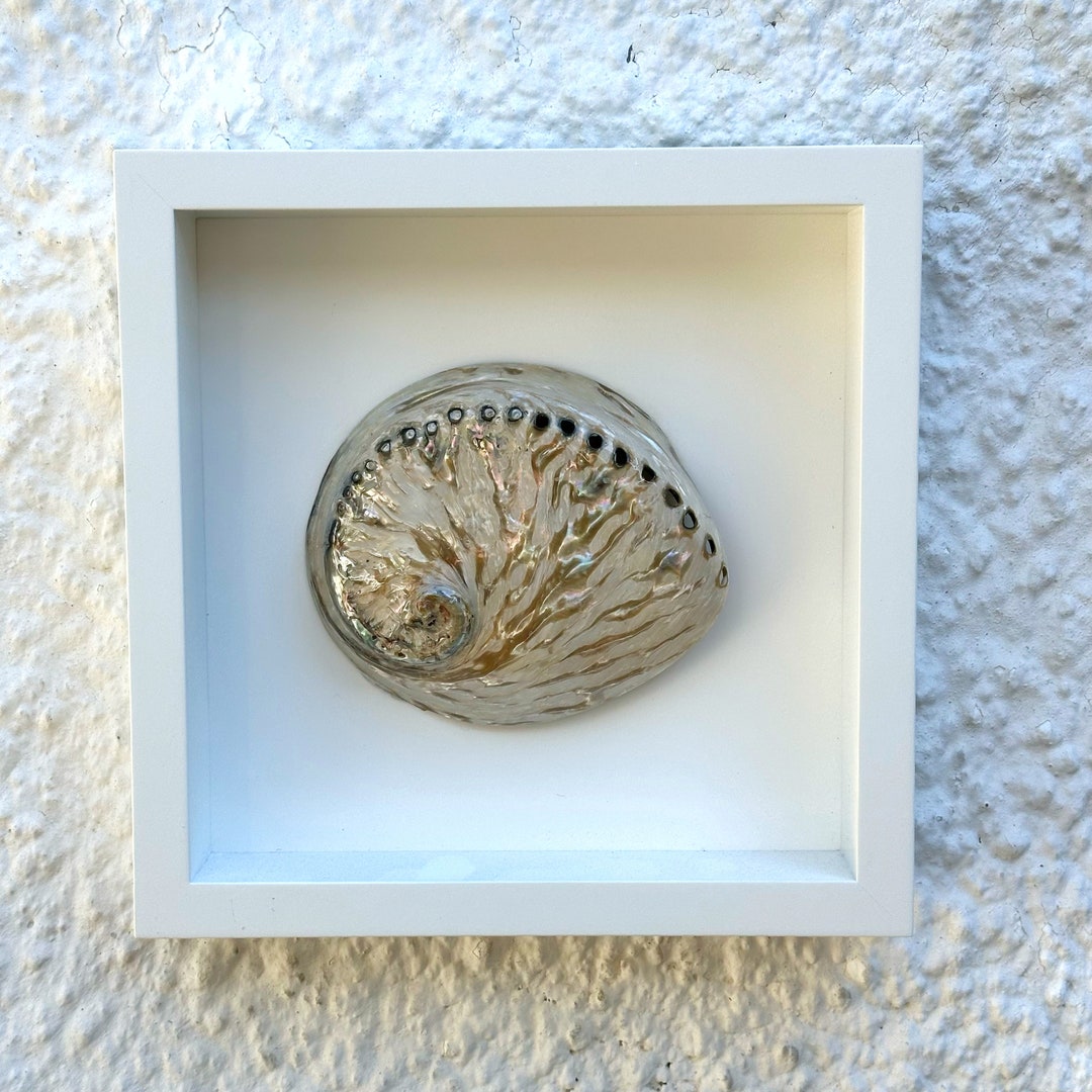 Gray Abalone Seashell Wall Decor - Etsy