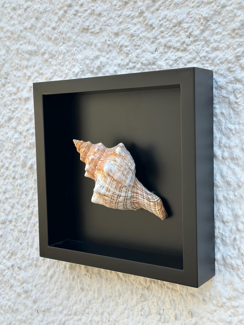 Natural Spiral Conch Sea Shell Wall Decor / Frame Art / Wall Hangings ...