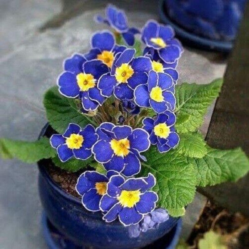 20 Evening Primrose Flower Seeds, Fresh Garden Plant With Amazing ...