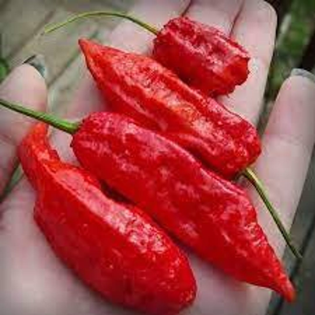 20 Fresh Super-hot Ghost Bhut Jolokia Red Pepper Seeds Free Shipping - Etsy