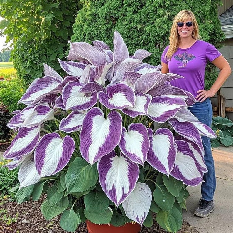 20 Hosta Seeds Rare Color Purple White Pink Green Flower Plant Lawn - Etsy