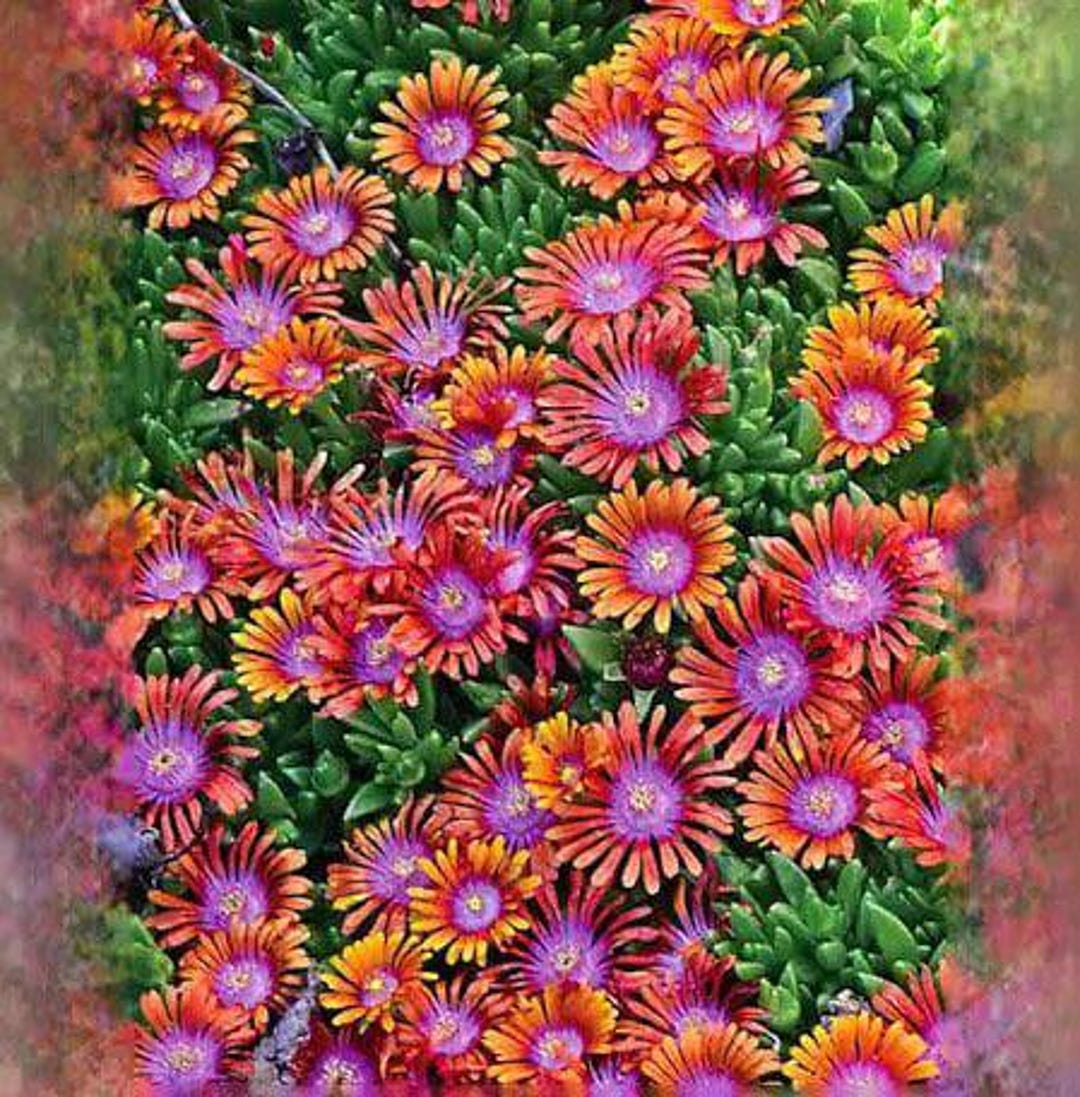 20 Ice Plant Drought Resistant Flower Seeds for Spring Summer Pink ...
