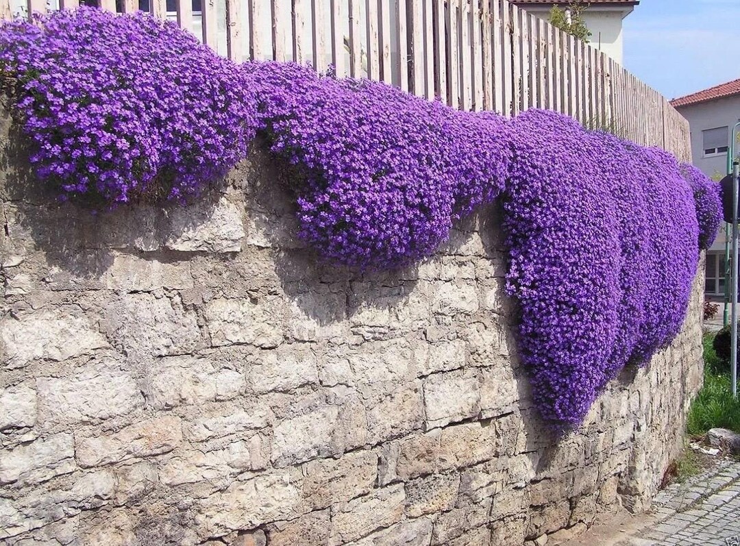 20+ Seeds Purple Rock Crest Heirloom, Ground Cover Plants Easy to Plant ...