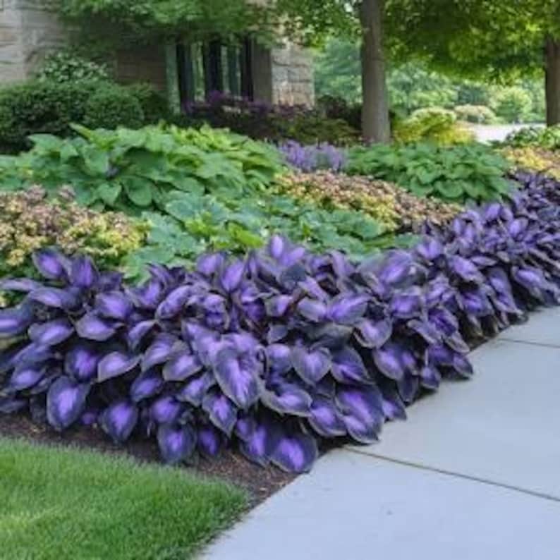 20 Hosta Seeds Rare Color Purple Black Pink Green Flower Plant Lawn - Etsy