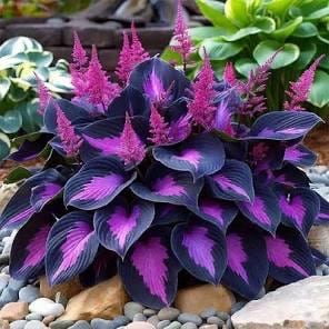 20 Hosta Seeds Rare Color Purple Black Pink Green Flower Plant Lawn - Etsy
