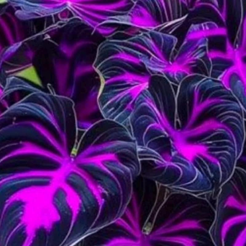 Midnight Purple Hosta - Etsy