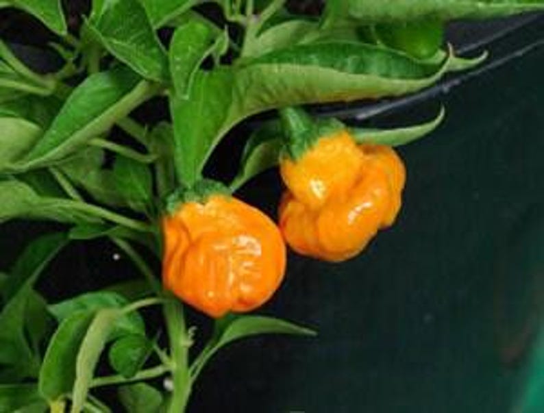 20 Yellow Scotch Bonnet Seeds Heirloom Hot Pepper Plant Seeds Flowers ...