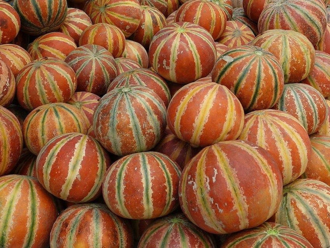 10 Kajari Melon Seeds Rare Sweet Colorful Garden Autumn Gourd Orange ...