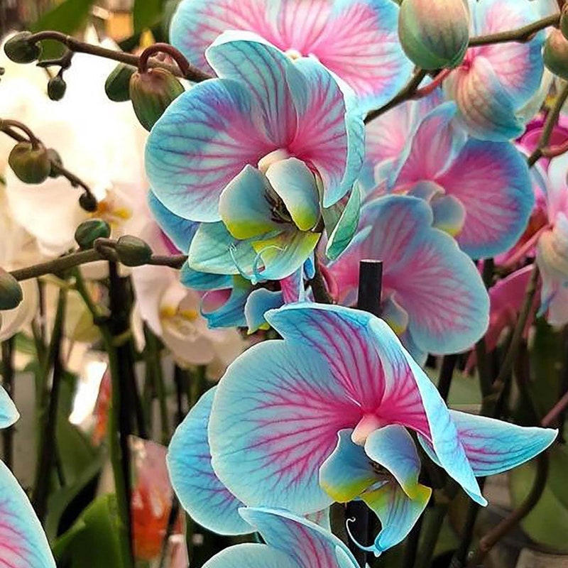 Orchid Seeds - Etsy
