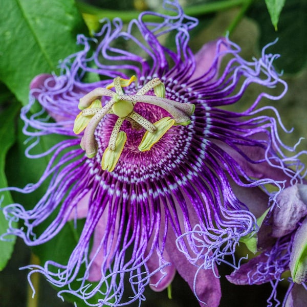 Passion Bee Flower - Etsy
