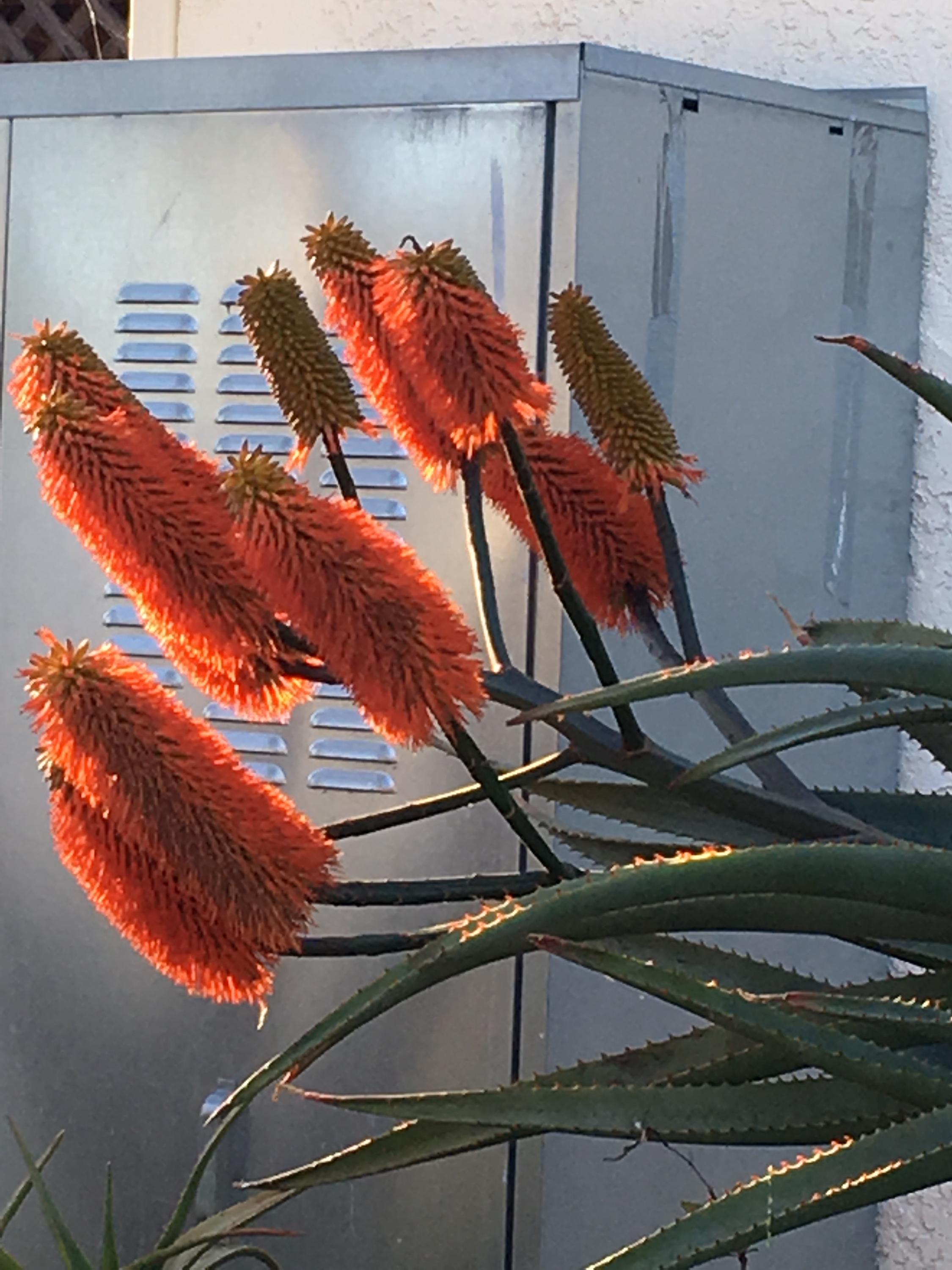 Aloe Rupestris. Aka Bottlebrush Aloe - Etsy