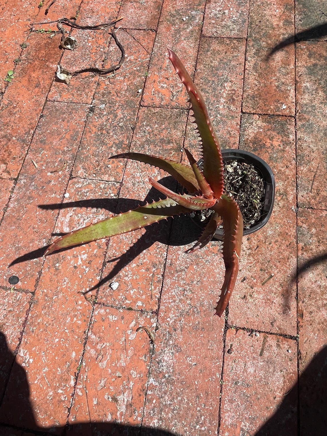Aloe Rupestris. Aka Bottlebrush Aloe - Etsy