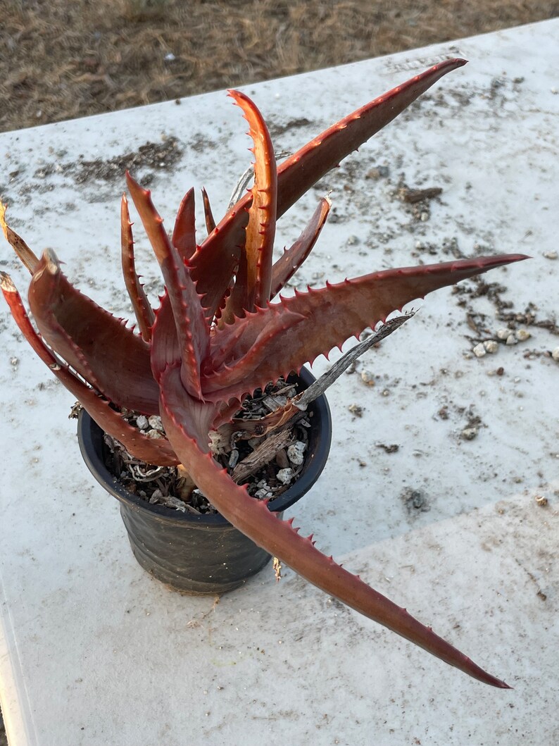 Aloe Rupestris. Aka Bottlebrush Aloe - Etsy