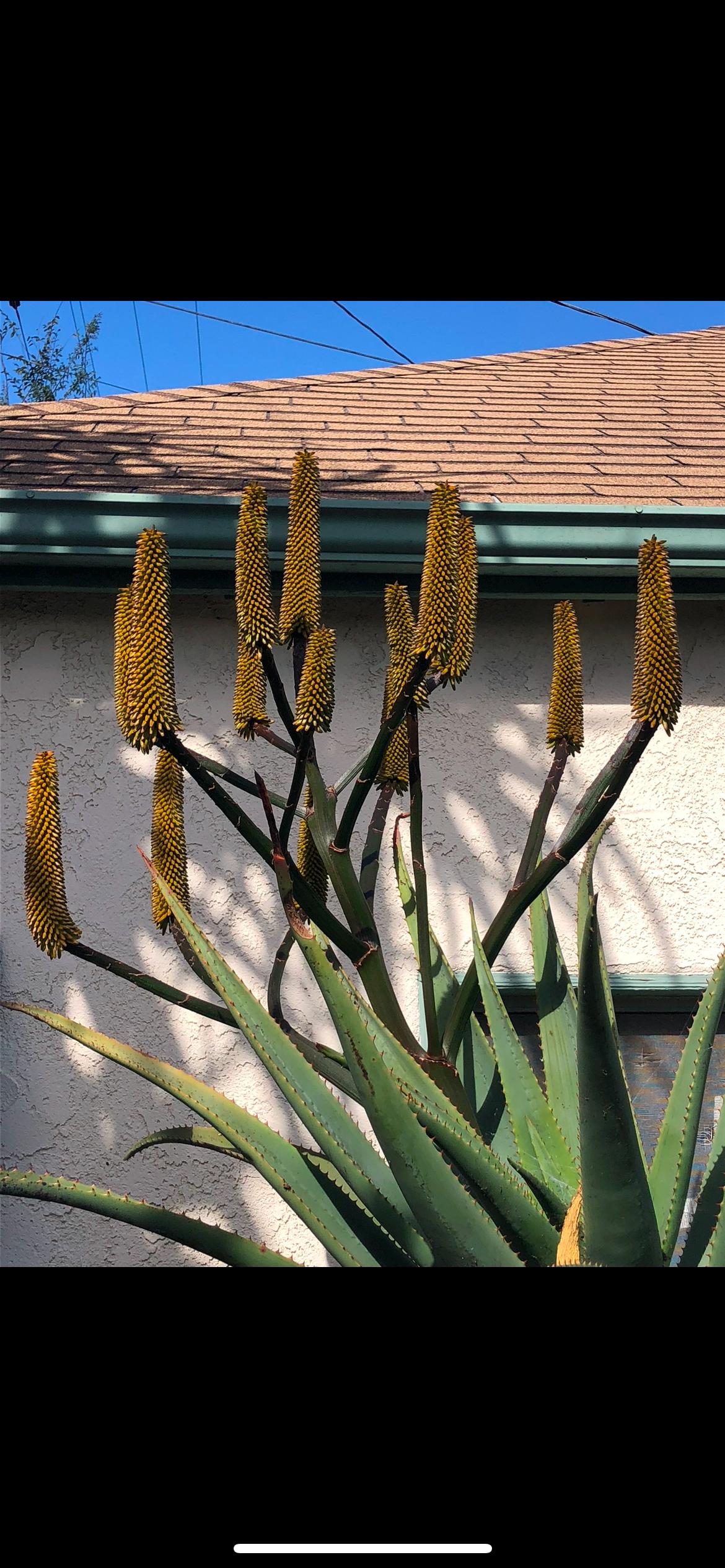 Aloe Rupestris. Aka Bottlebrush Aloe - Etsy
