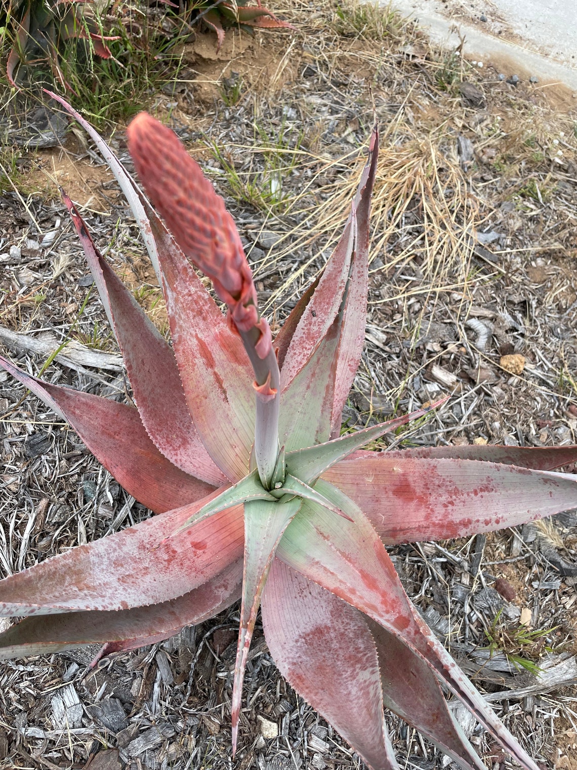 Aloe Comosa - Etsy