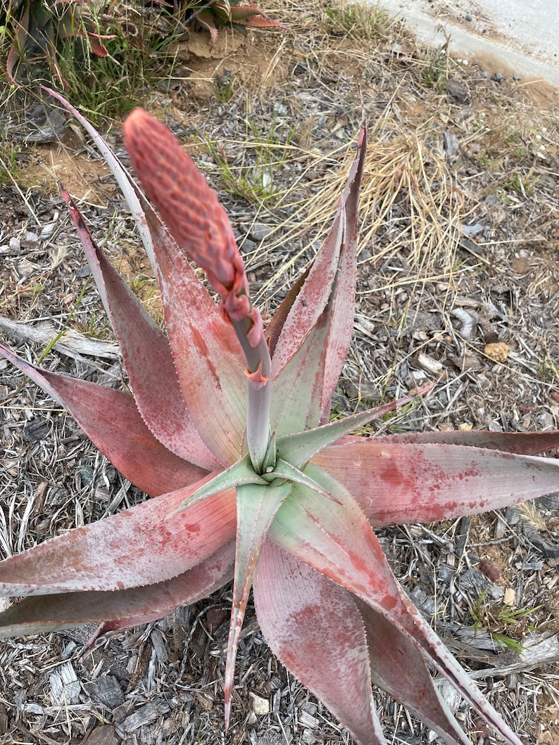 Aloe Comosa - Etsy