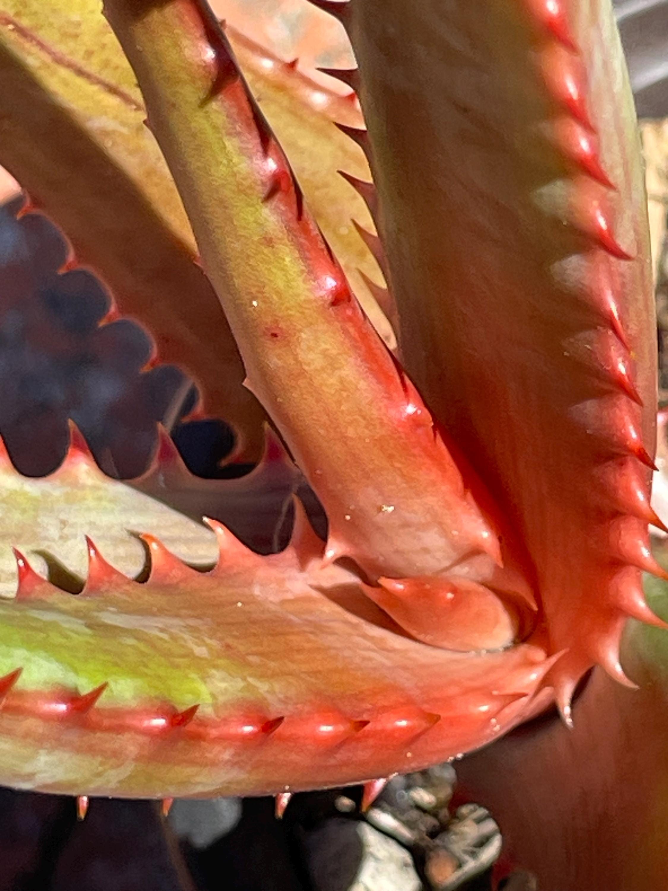 Aloe Rupestris. Aka Bottlebrush Aloe - Etsy