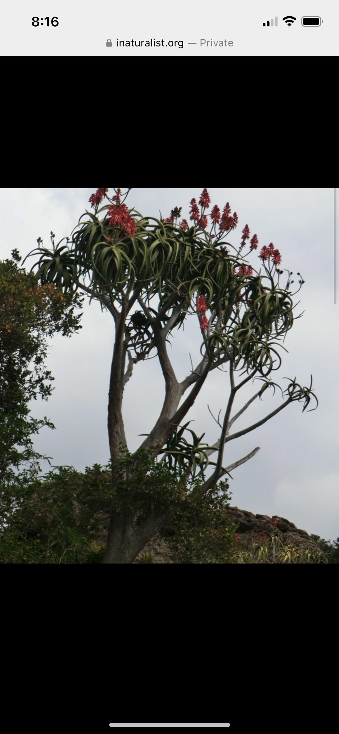 Aloidendron Eminens. Aka Aloe Koko Crater - Etsy