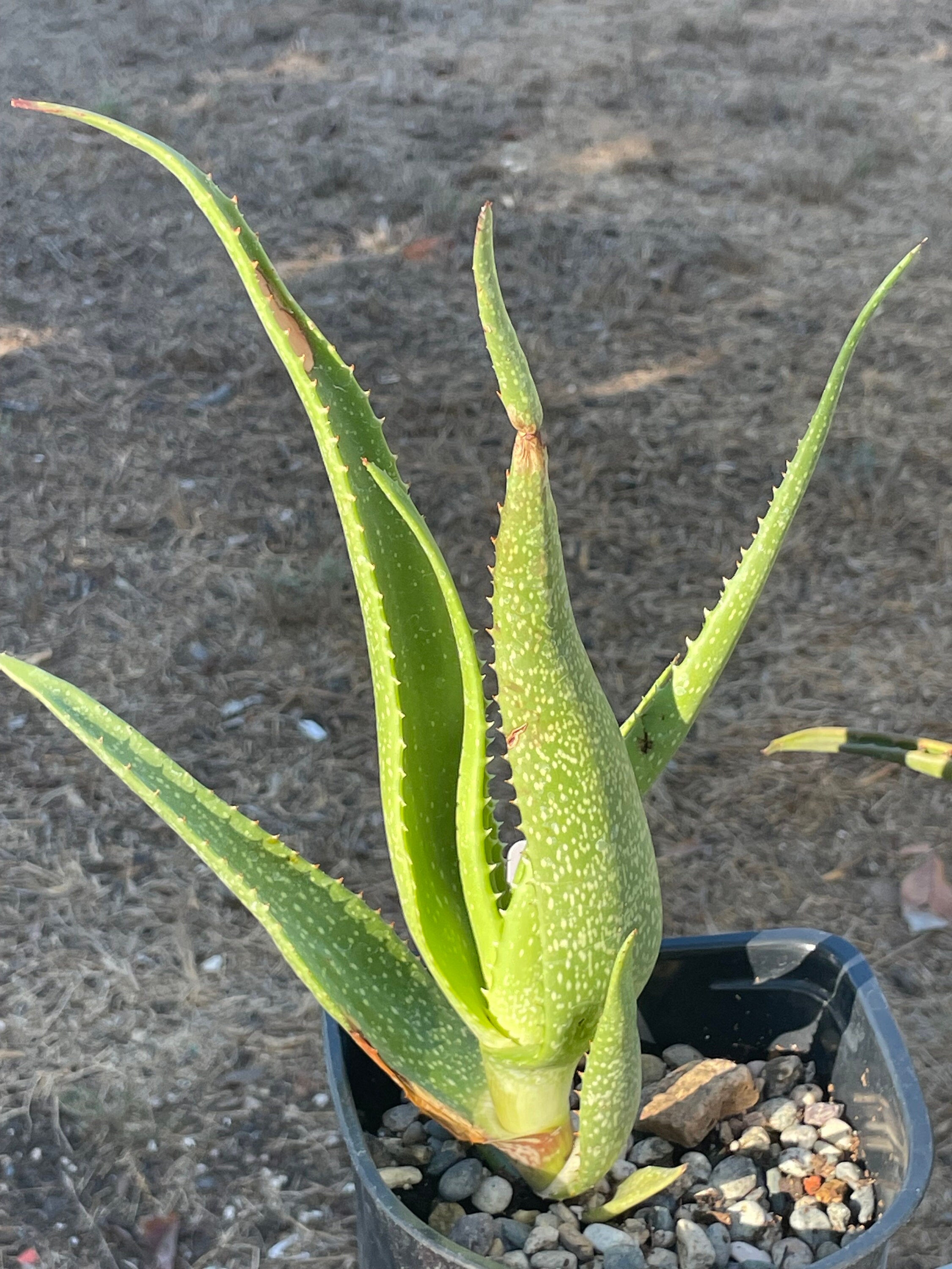 Aloe Ribauensis. Rarest of the Rare. - Etsy