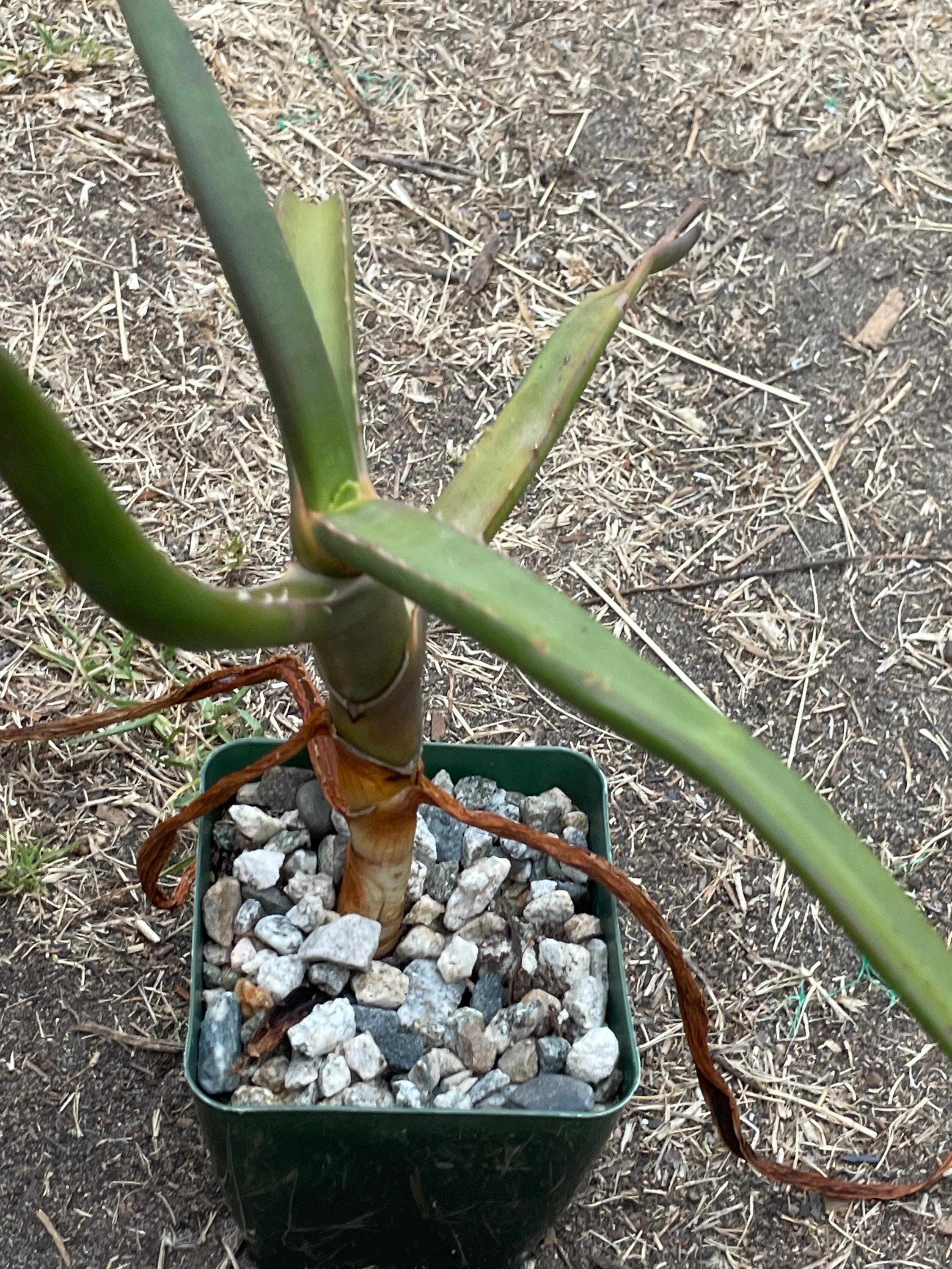 Aloidendron Eminens. Aka Aloe Koko Crater - Etsy