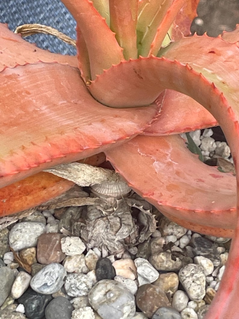 Aloe Tauri. Aka Bullocks Bottle Brush Aloe - Etsy