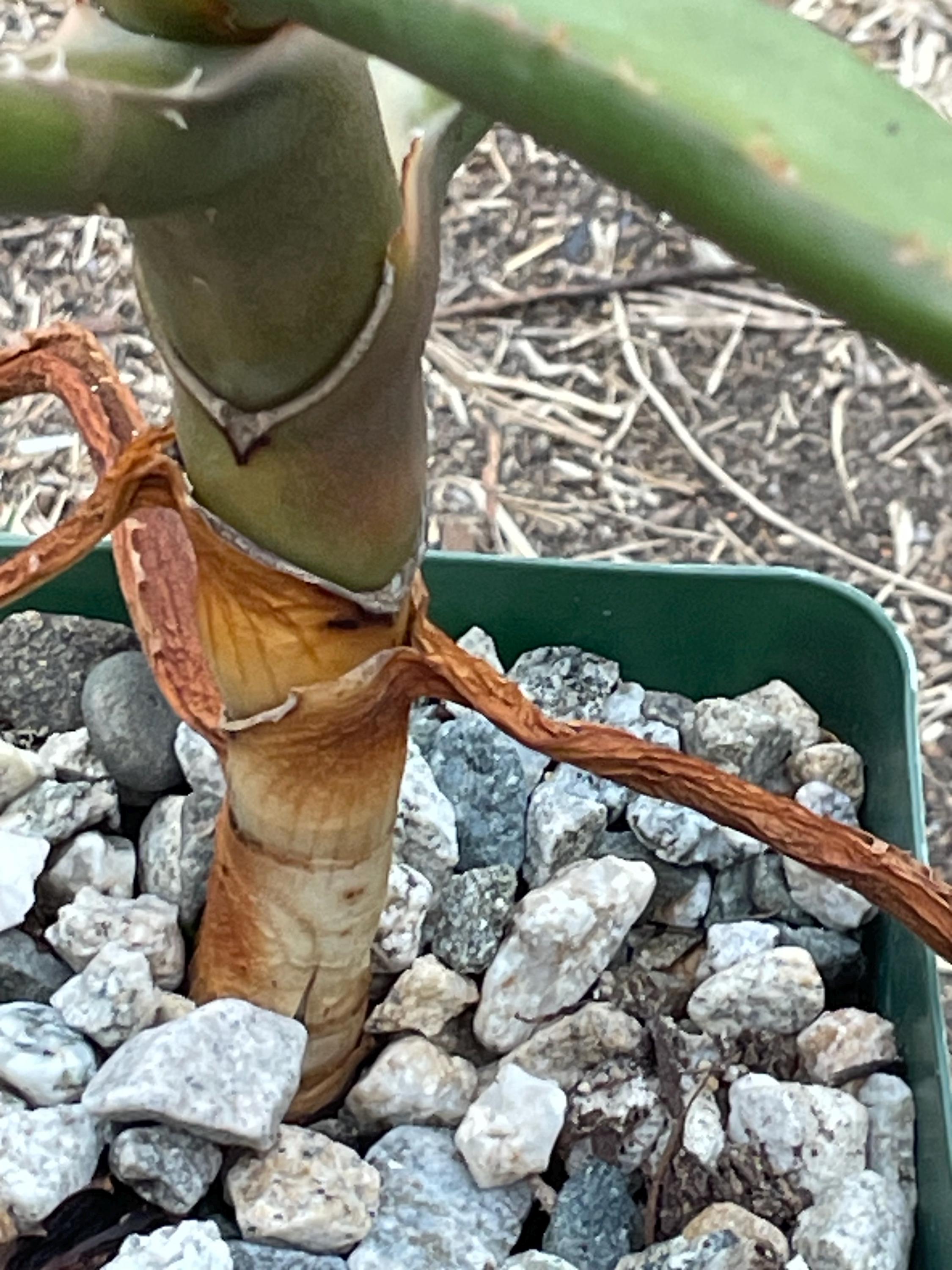 Aloidendron Eminens. Aka Aloe Koko Crater - Etsy
